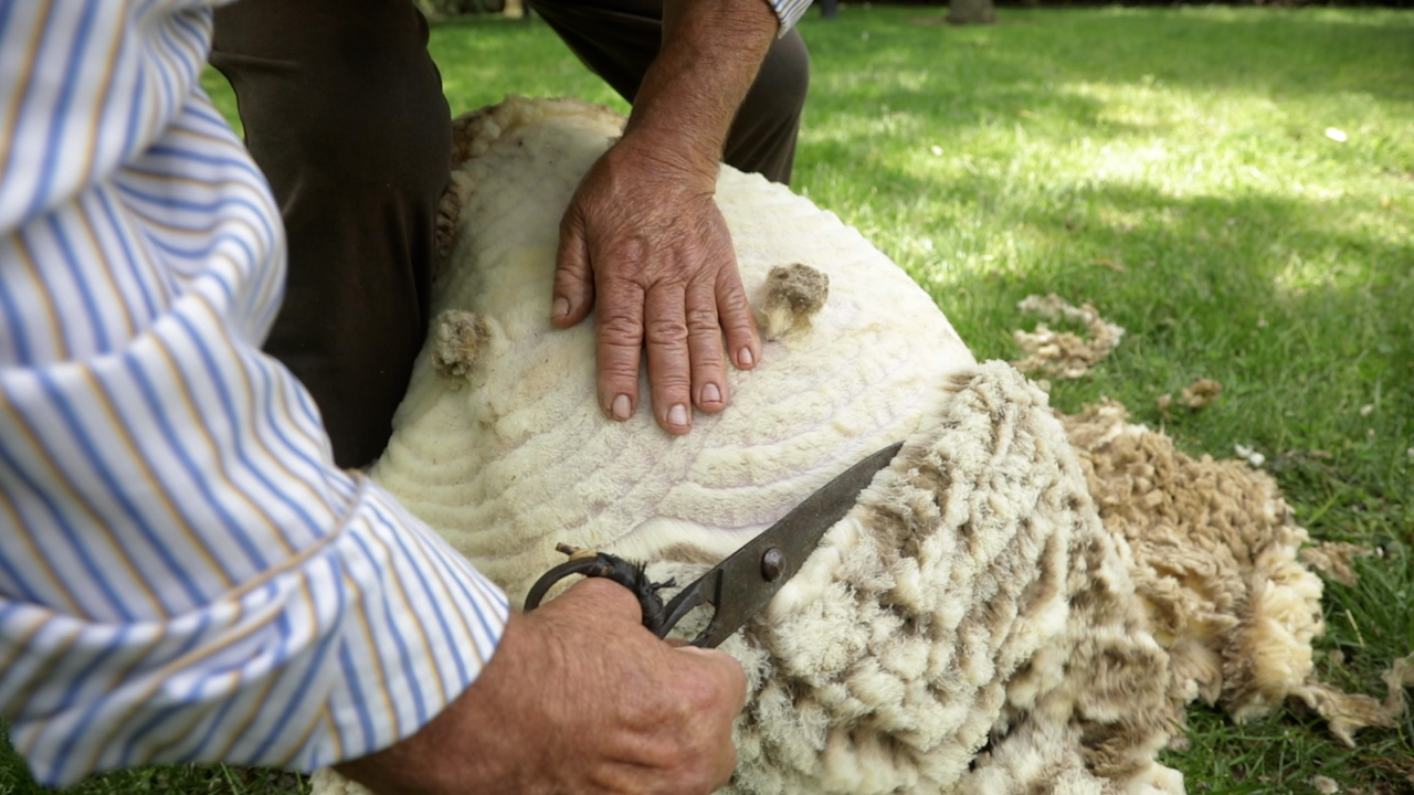 Los secretos de la esquila a tijera | Canal Extremadura