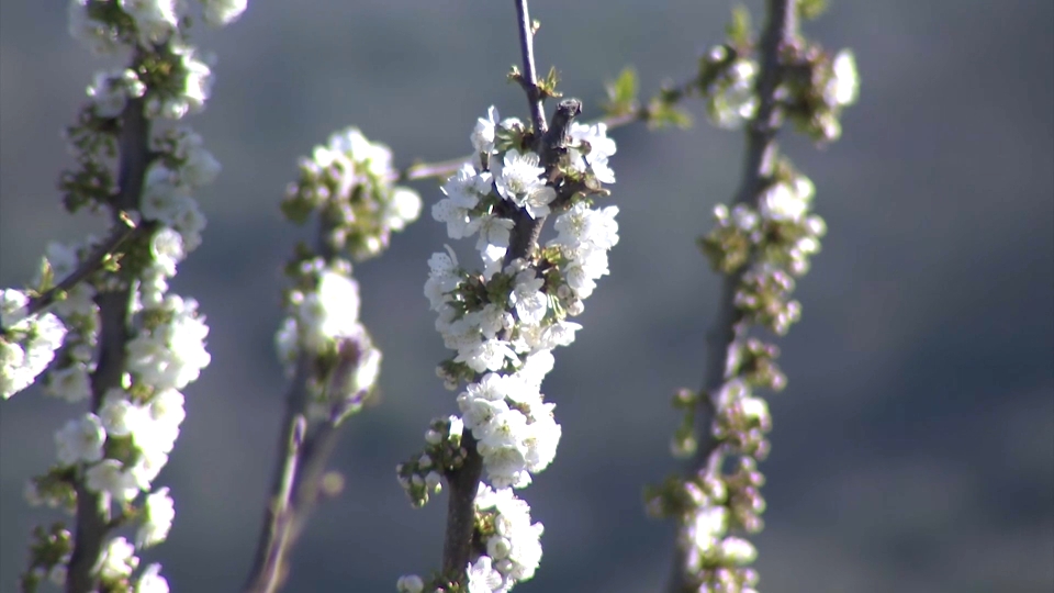 Florecen los cerezos más tempraneros | Canal Extremadura