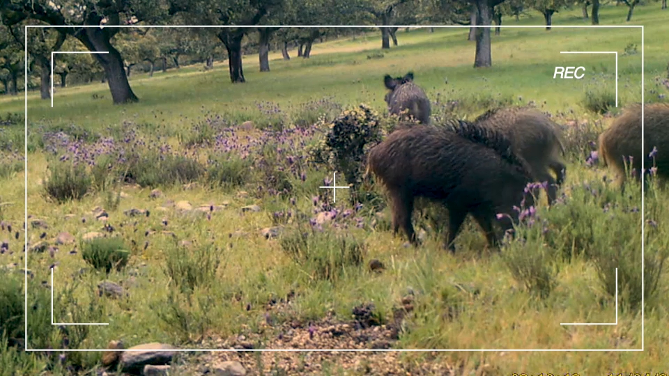 Cazadores de Lances: Episodio 407 | Canal Extremadura
