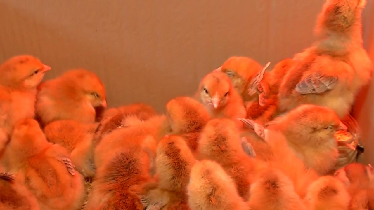 "Pollinos" otros de los protagonistas en la Feria de Zafra | Canal ...