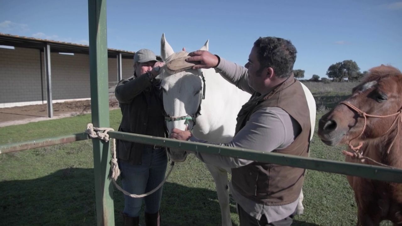 Pilar cuenta con el ayudante perfecto para peinar a sus caballos ...