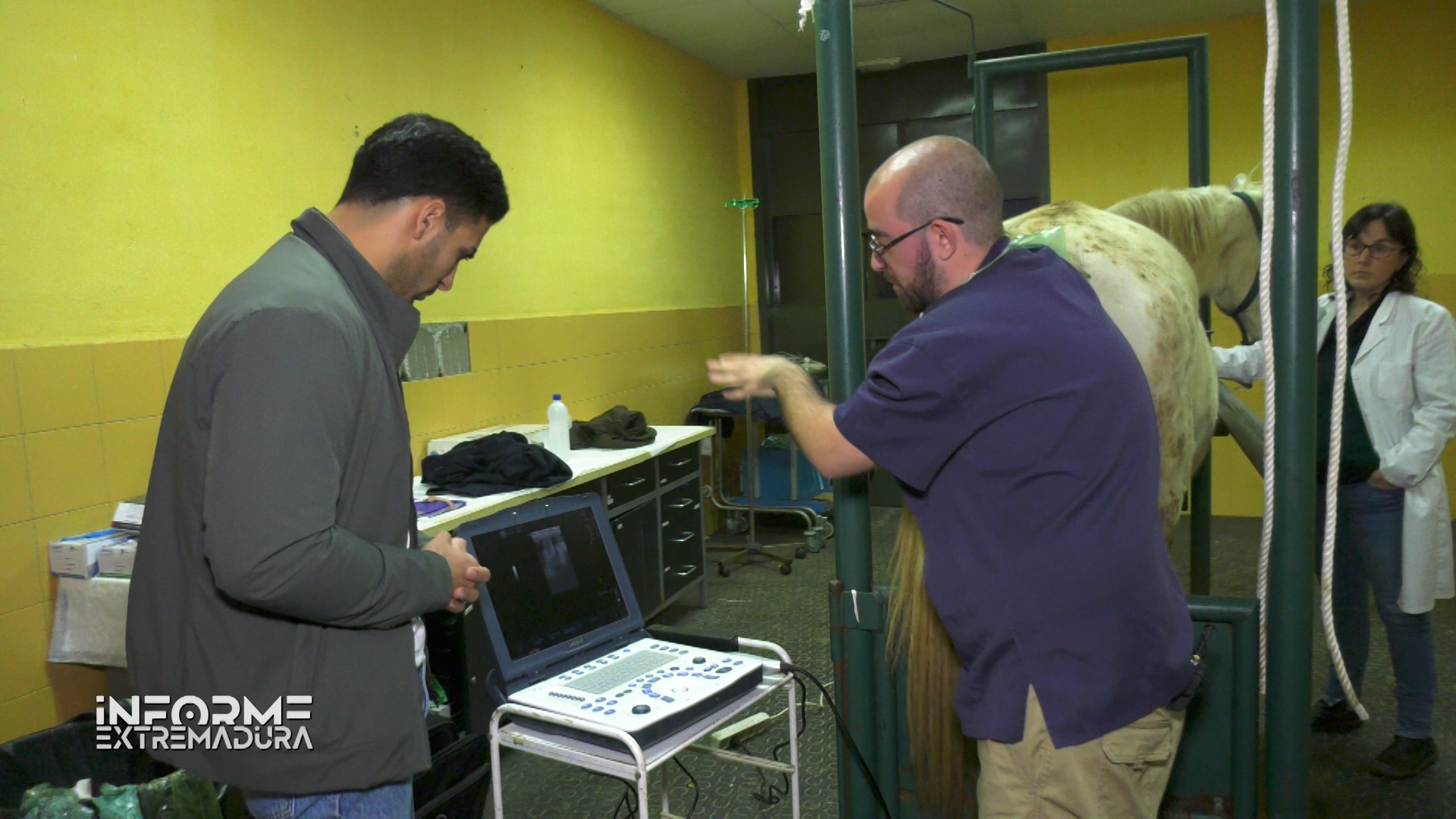 Las dificultades de operar en un quirófano a un caballo de más de 400 ...