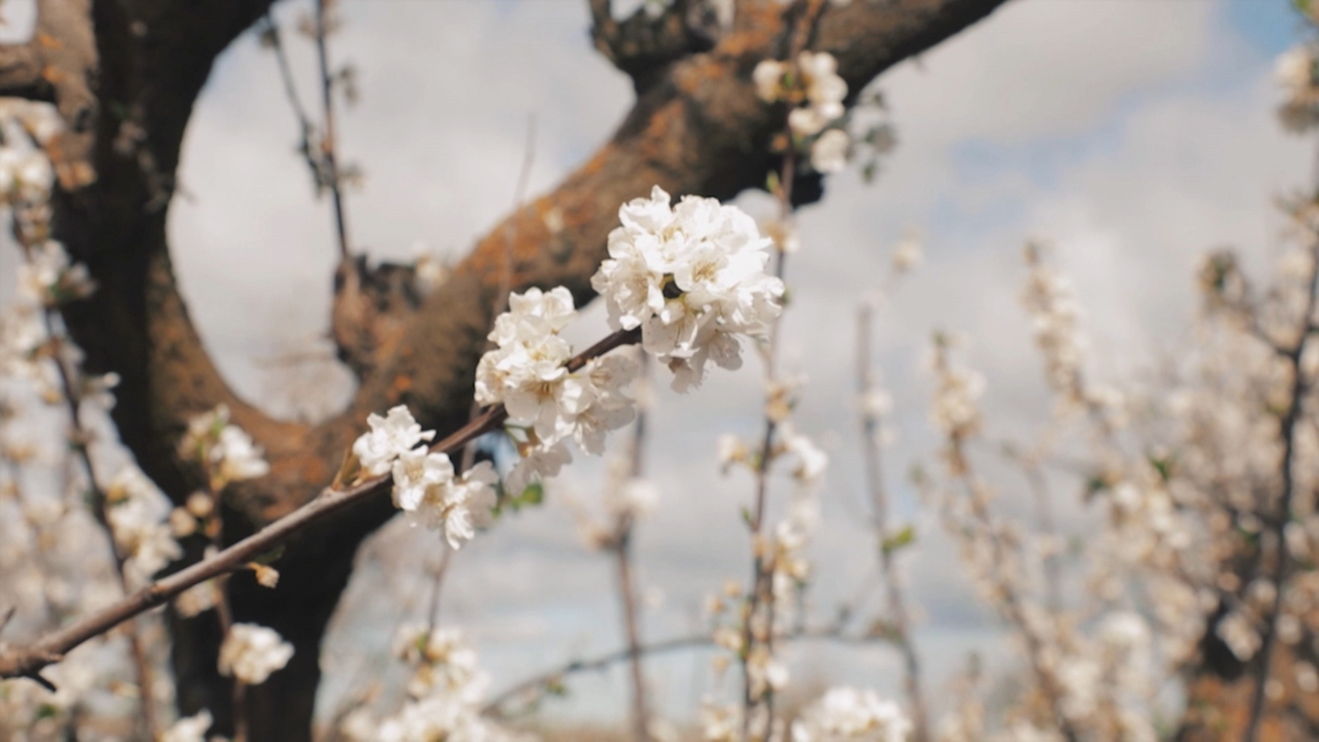 La Besana en Verde | Canal Extremadura