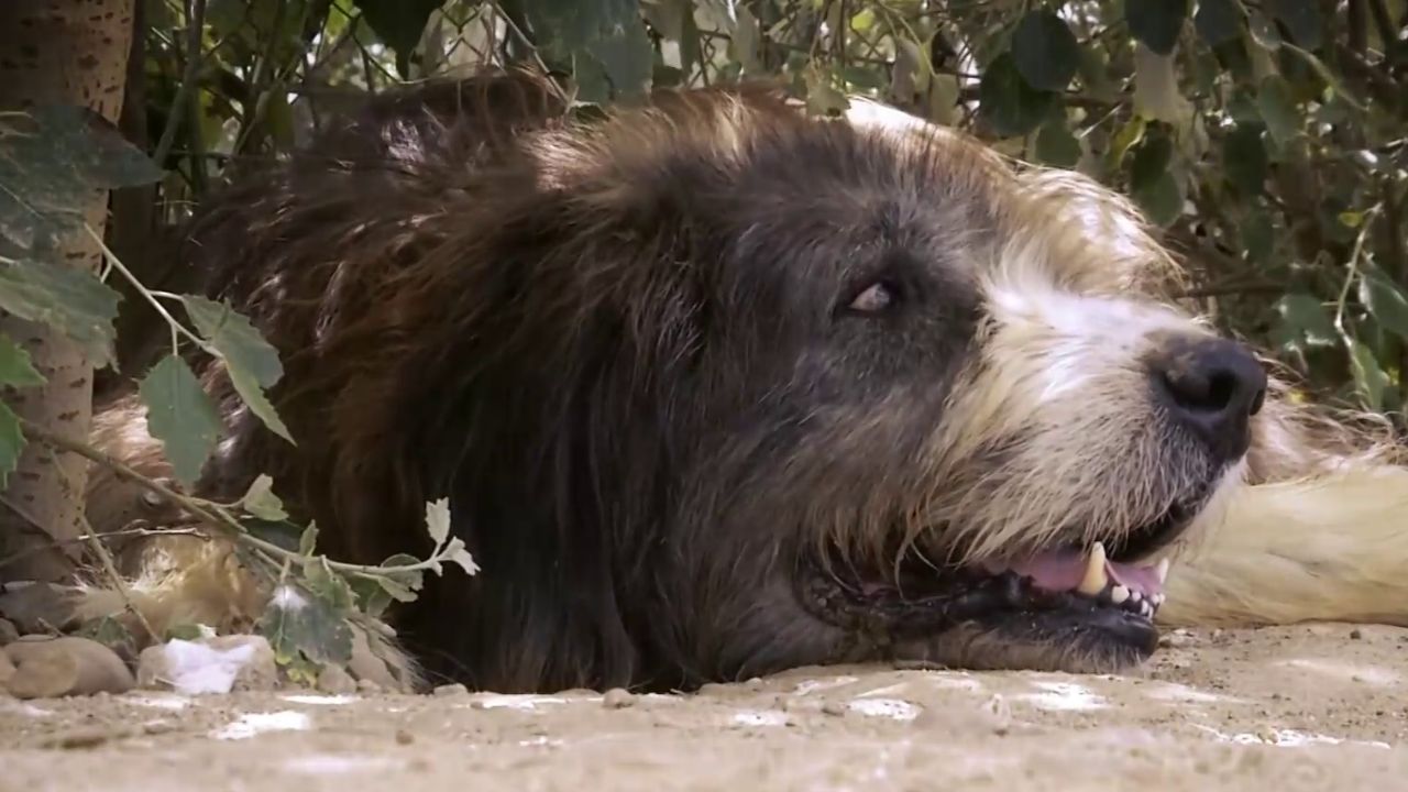 Perros sin raza, según veterinarios, suelen vivir más años y gozan de ...
