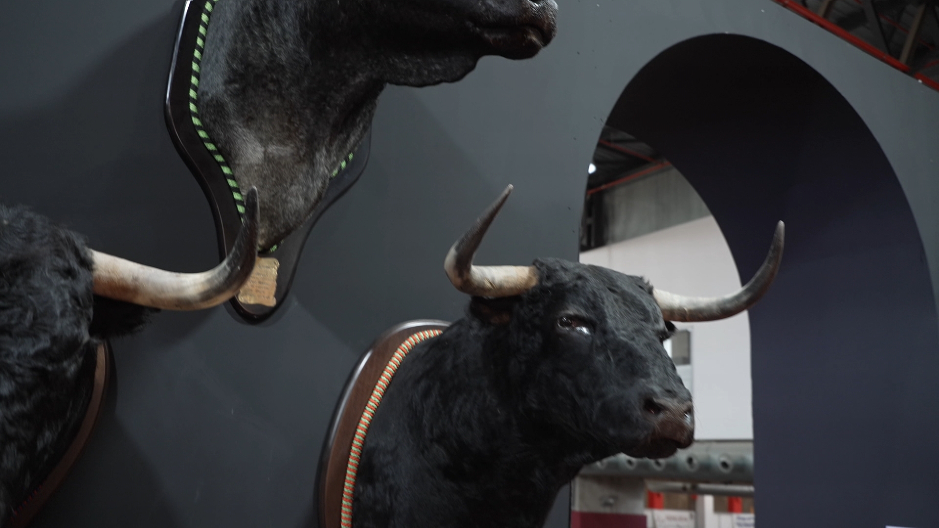 Tierra de Toros | Canal Extremadura