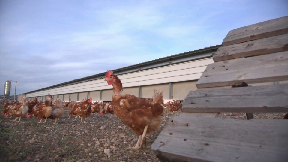 El mayor productor de huevos de España proyecta una granja de 320.000 gallinas camperas en ...