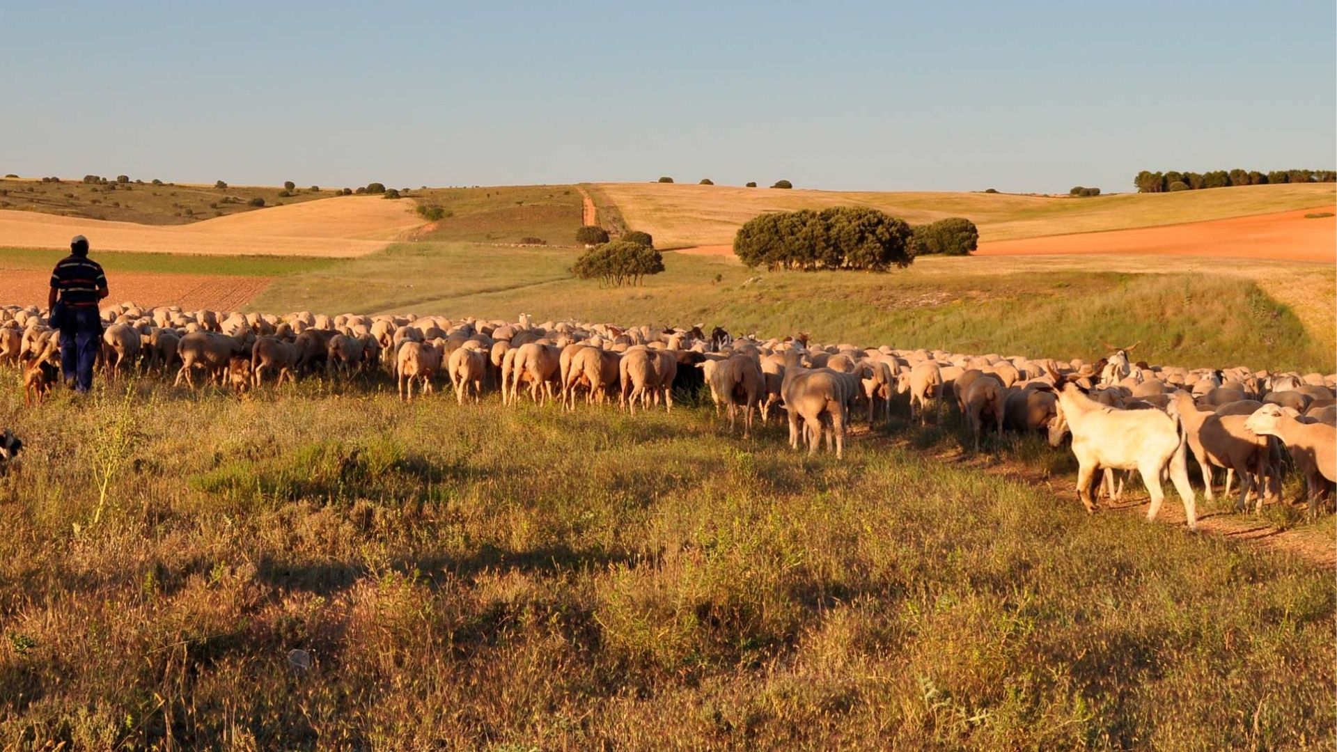La Junta de Extremadura subvencionará con hasta 5.000 euros a los ...