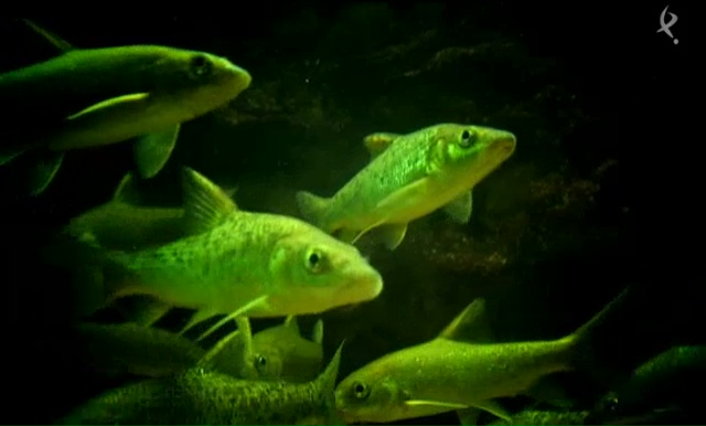 Los peces invasores ponen en peligro el ecosistema de Extremadura ...