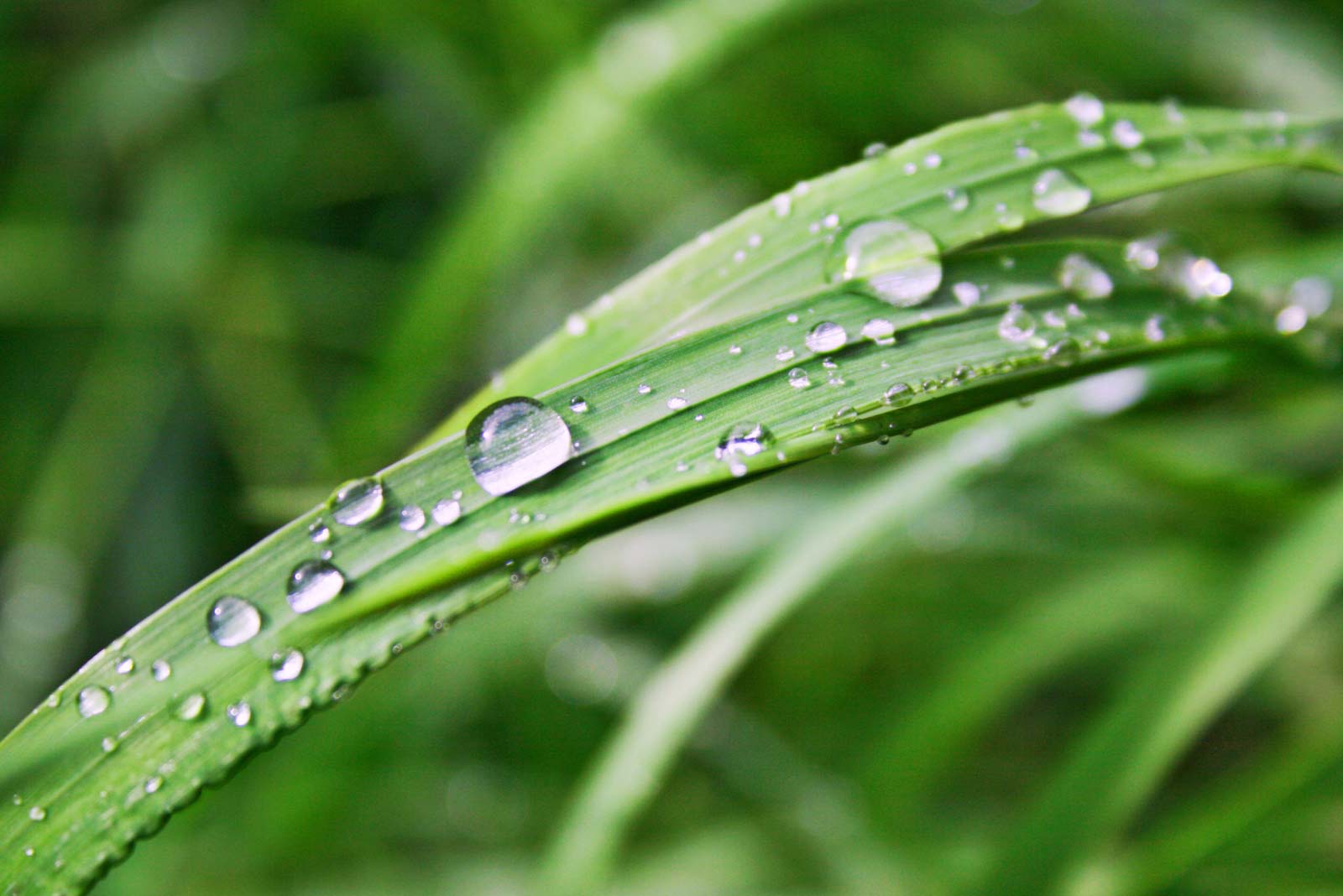 ¿Cómo se forma el rocío? | Canal Extremadura