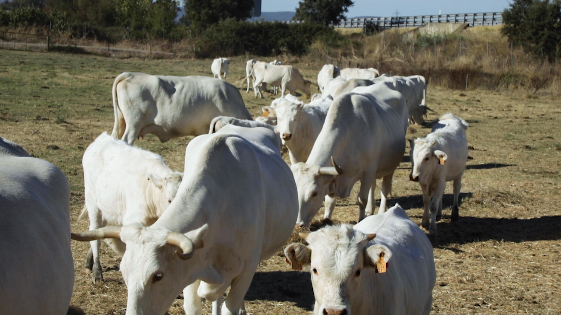 La Besana (31/10/20) | Canal Extremadura