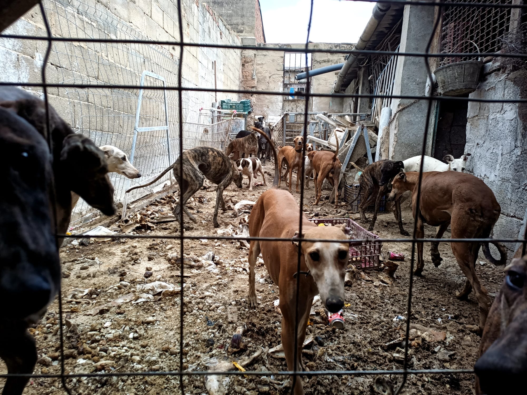 Rescatan 36 perros hacinados y en mal estado en Mérida