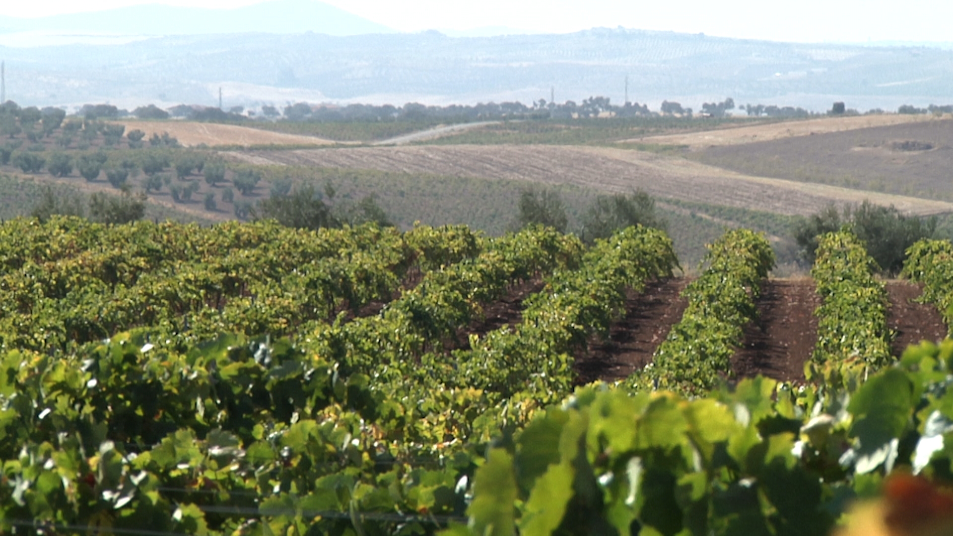 La Besana en Verde | Canal Extremadura