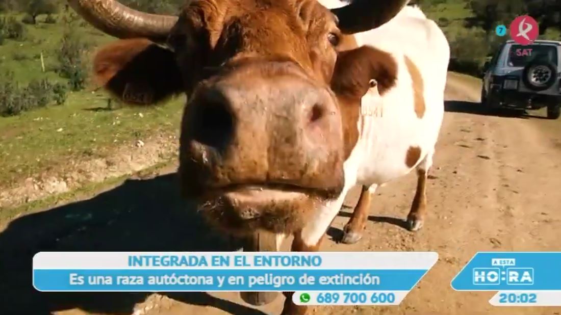 Conocemos un poco mejor a la raza berrenda en colorao, una vaca ...