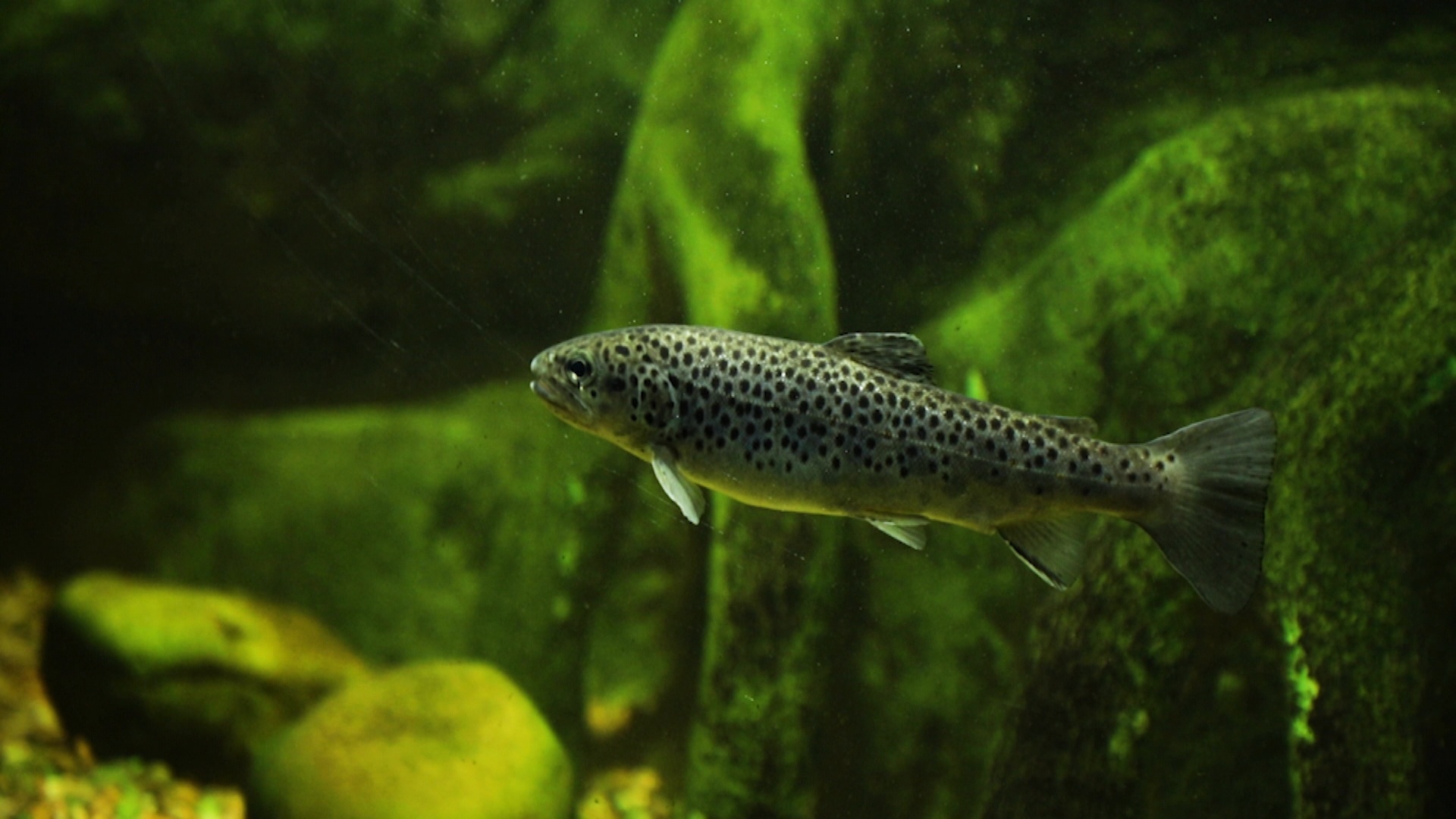 La Besana en Verde (13/03/21) | Canal Extremadura
