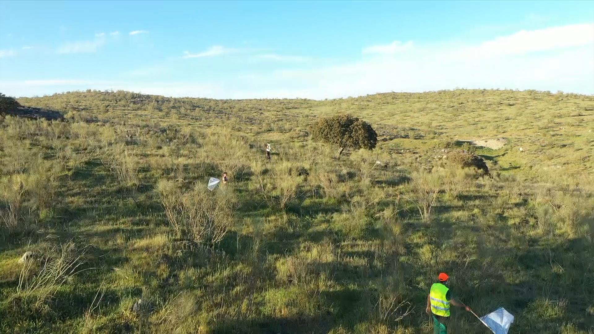 Ojeadores, una de las piezas mas importantes en el ojeo de perdiz ...