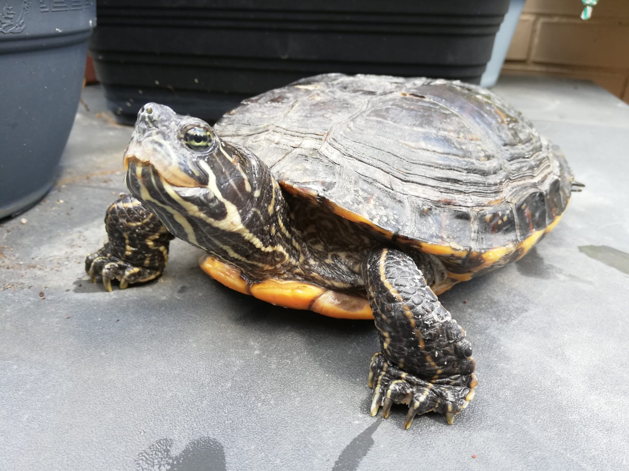 La invasión extremeña de las tortugas de Florida | Canal Extremadura