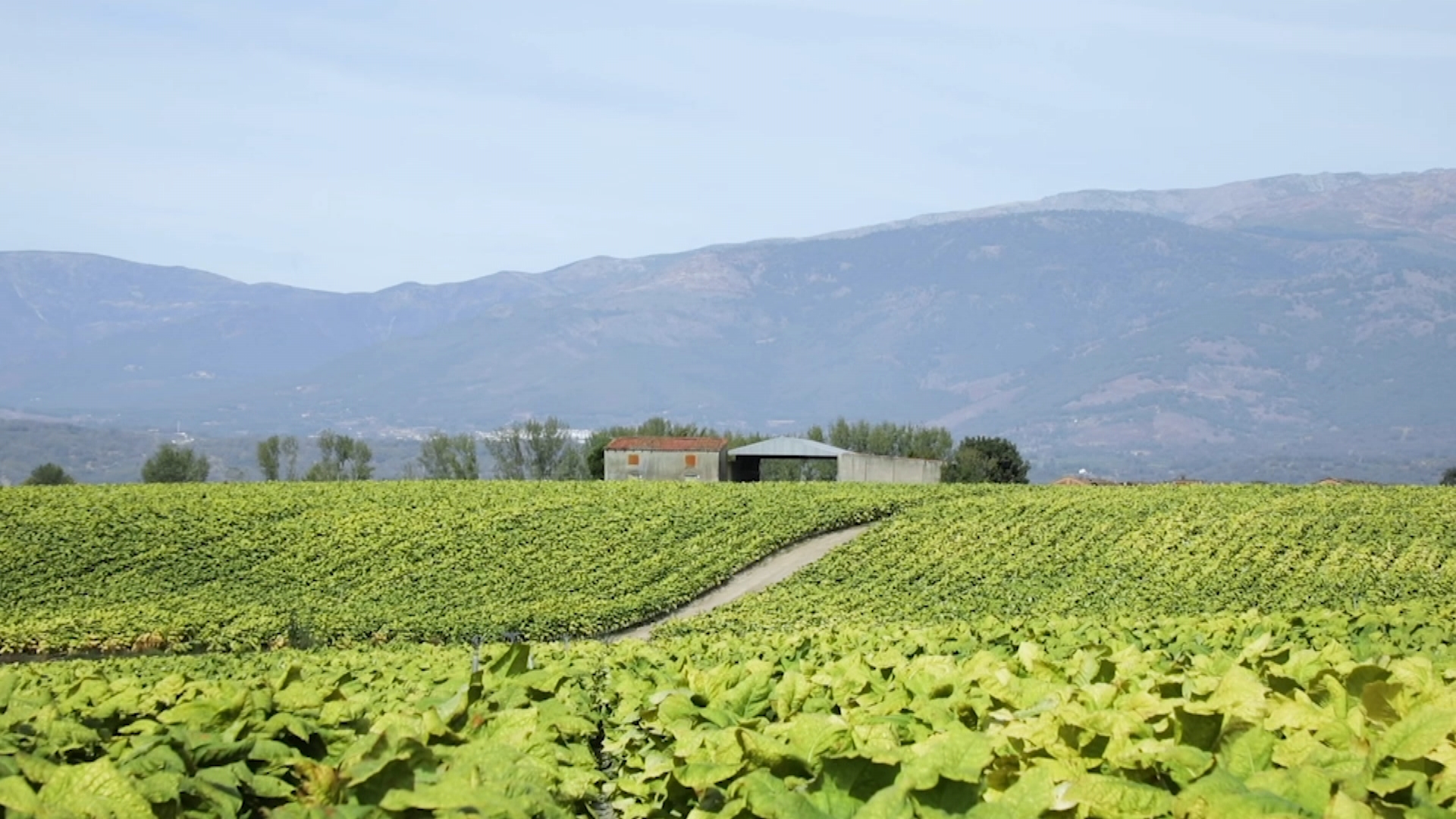 La Besana en Verde | Canal Extremadura