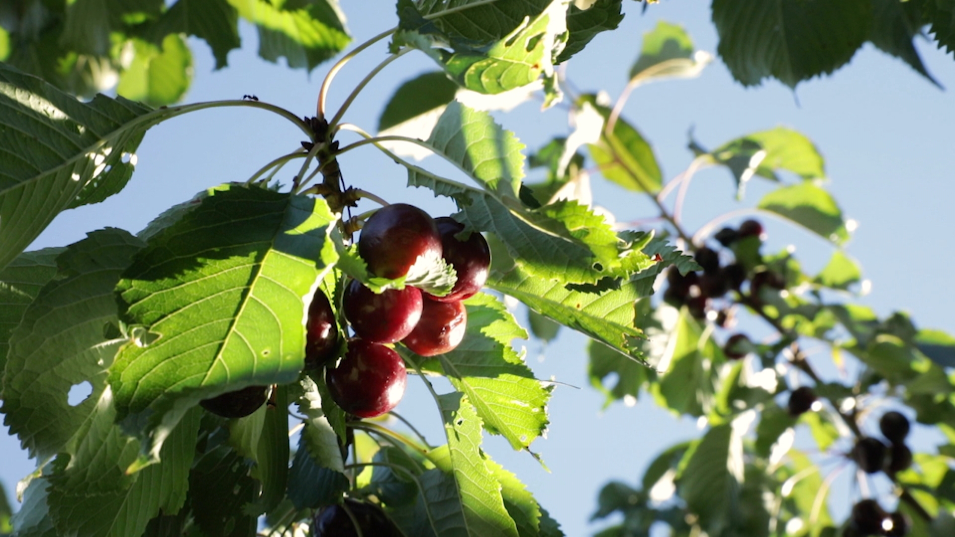 La Besana en Verde | Canal Extremadura