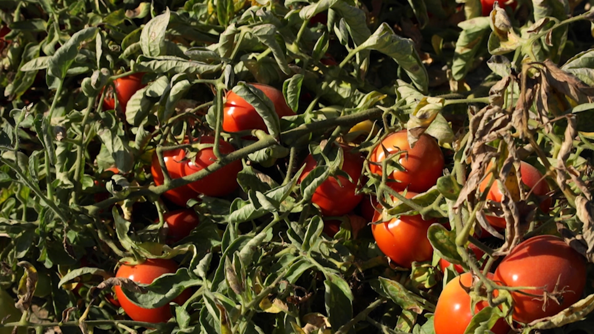 La Besana en Verde: Episodio 28 | Canal Extremadura