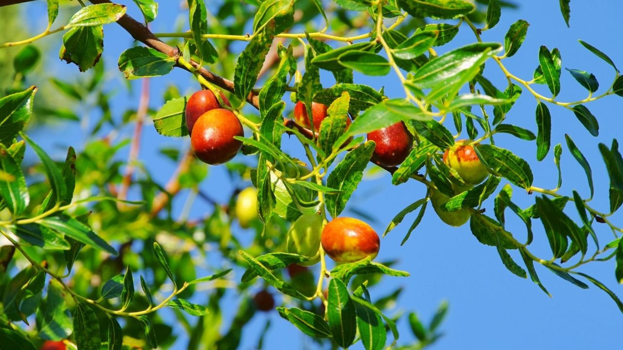 ¿Sabes qué es un azufaifo? | Canal Extremadura