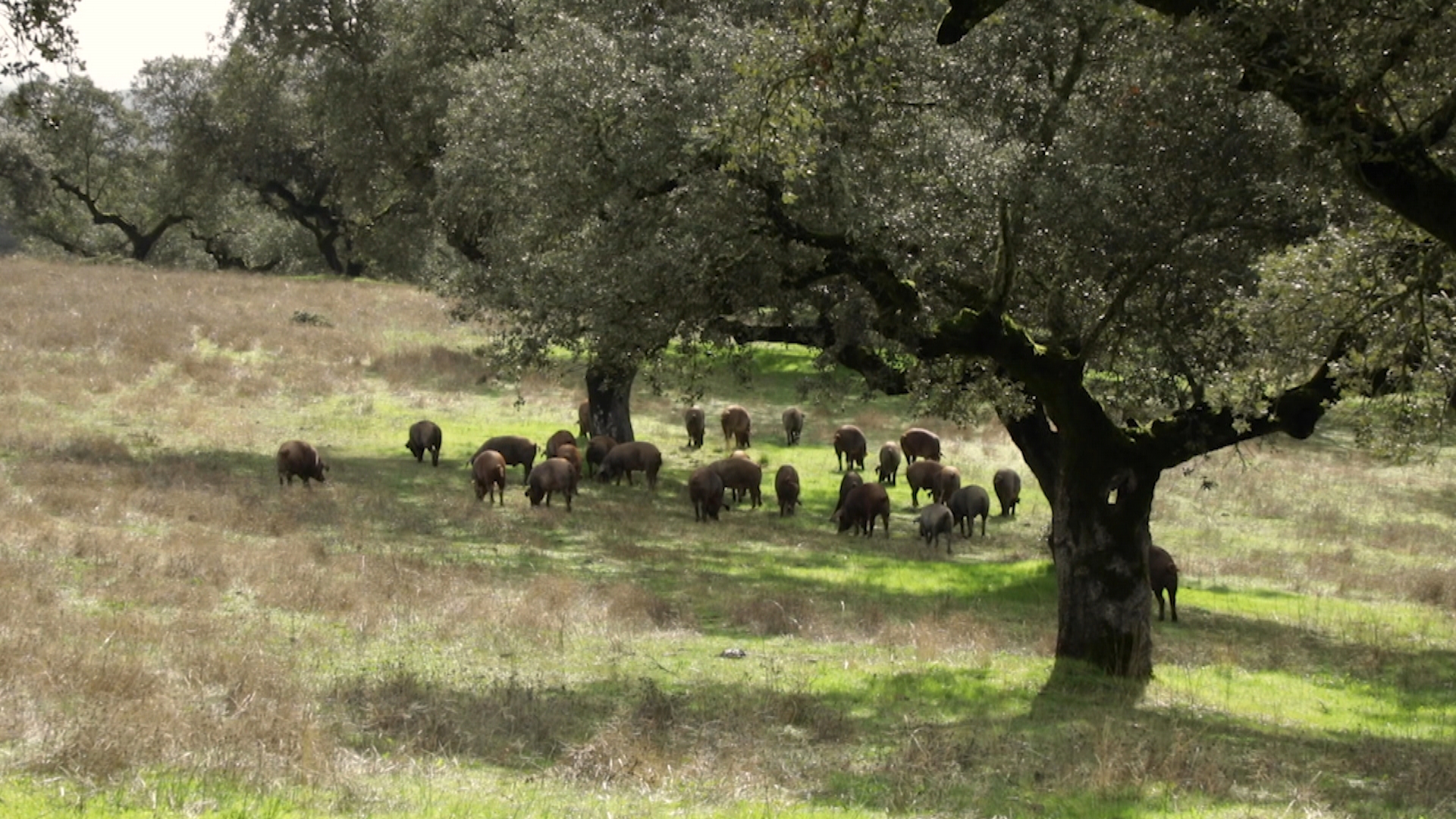 La Besana en Verde: Episodio 38 | Canal Extremadura