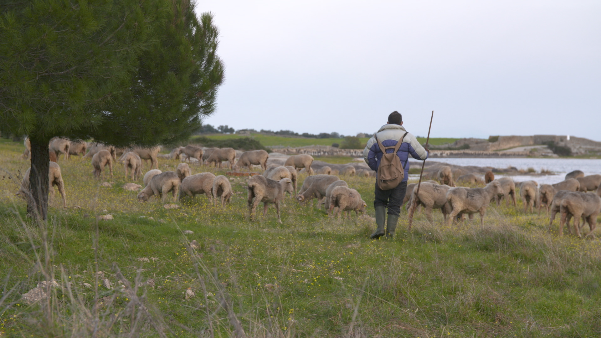 La vuelta del pastoreo y los usos tradicionales del suelo para evitar ...