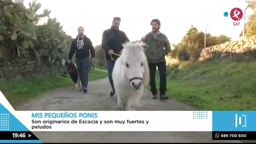 Los ponis más bonitos y entrañables que podrás ver en Extremadura ...