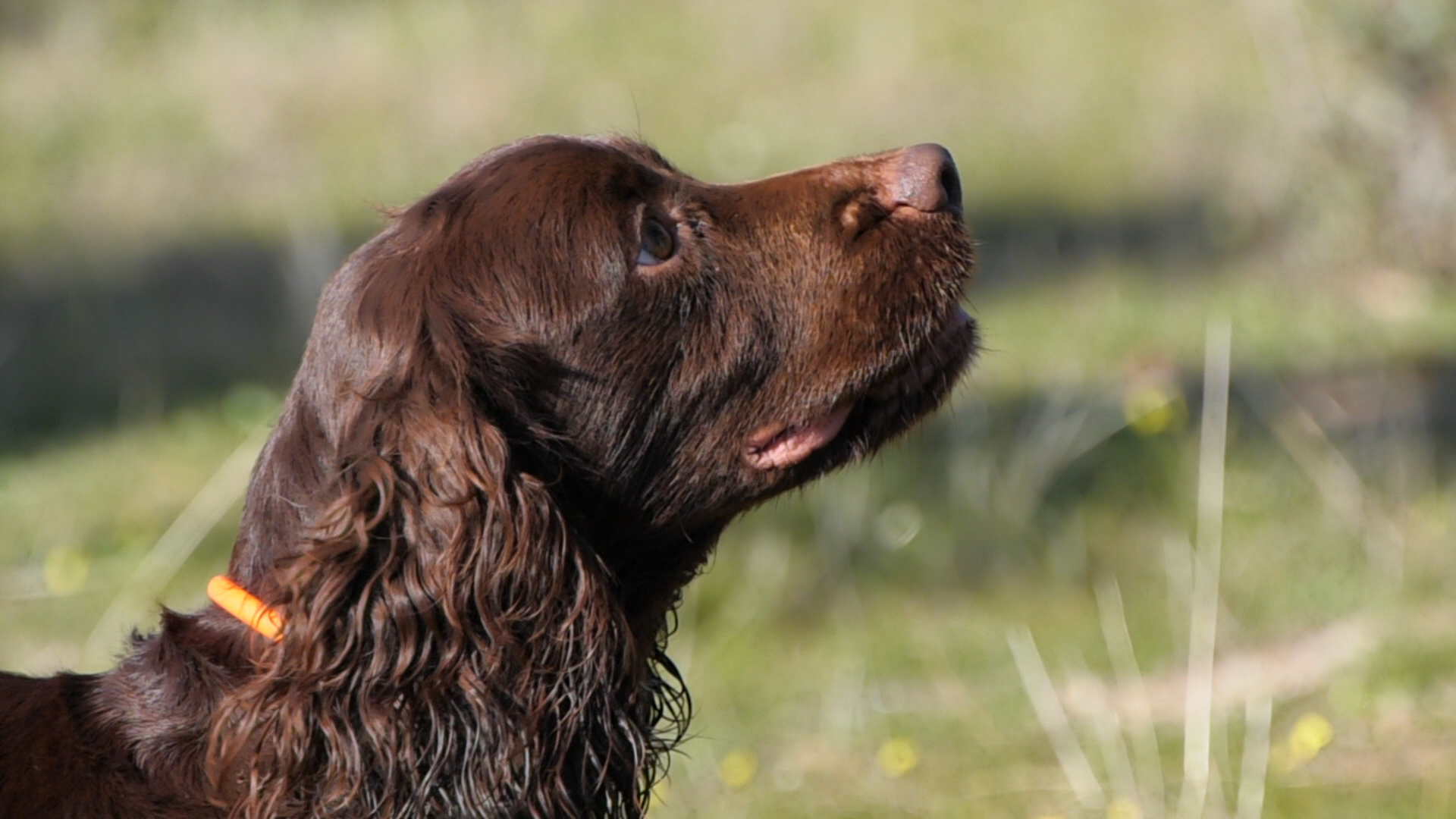 Los cocker y los springer, una de las mejores razas para la caza ...