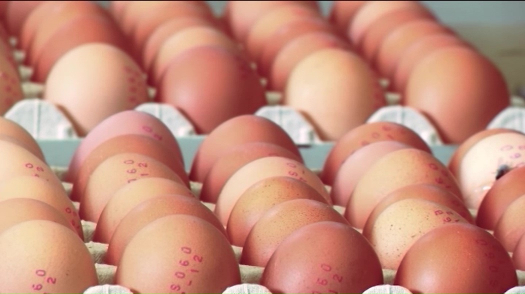 Alerta alimenticia: Brote de salmonelosis por el consumo de huevos ...