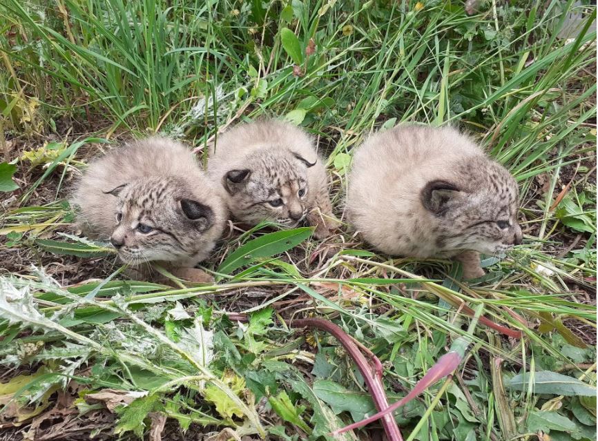 Ya tiene nuevos hermanos: así fue la tierna adopción de un cachorro de ...