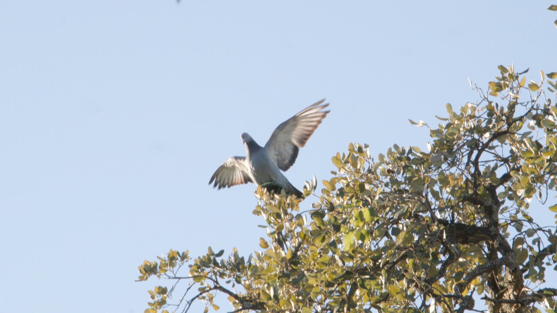Cazadores de Lances | Canal Extremadura