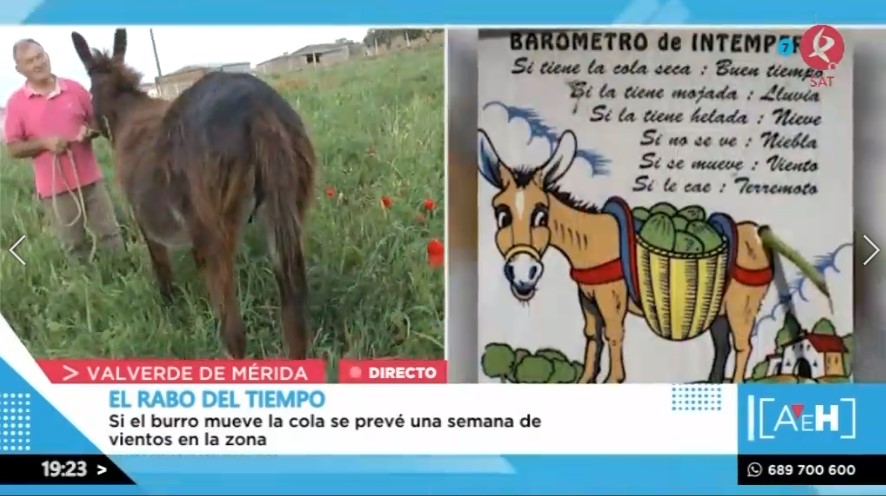 ¿Se puede predecir el tiempo a partir de la cola de un burro? | Canal ...