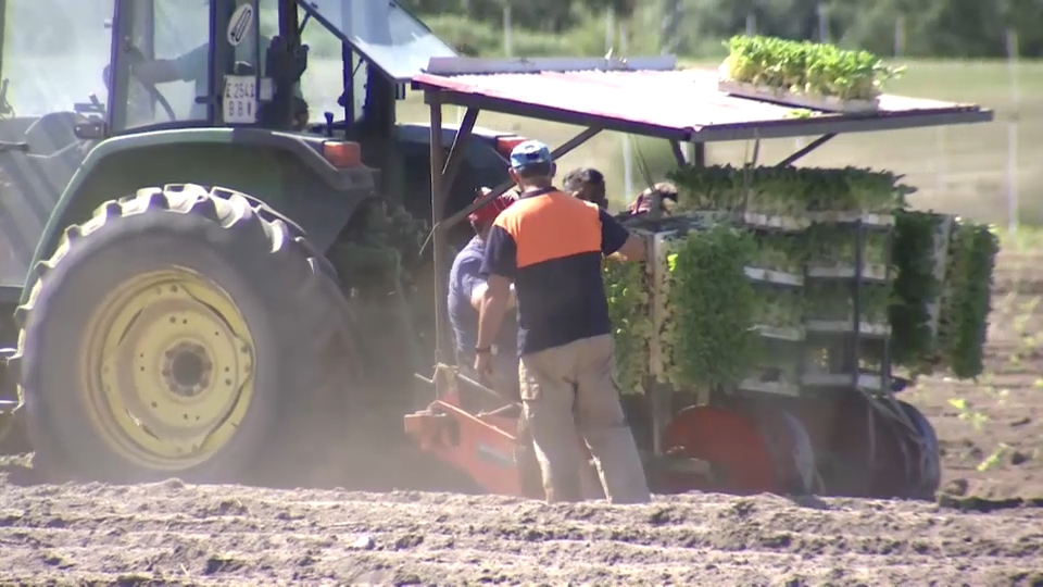 Comienza la siembra del tabaco con un 20% menos de superficie por el ...