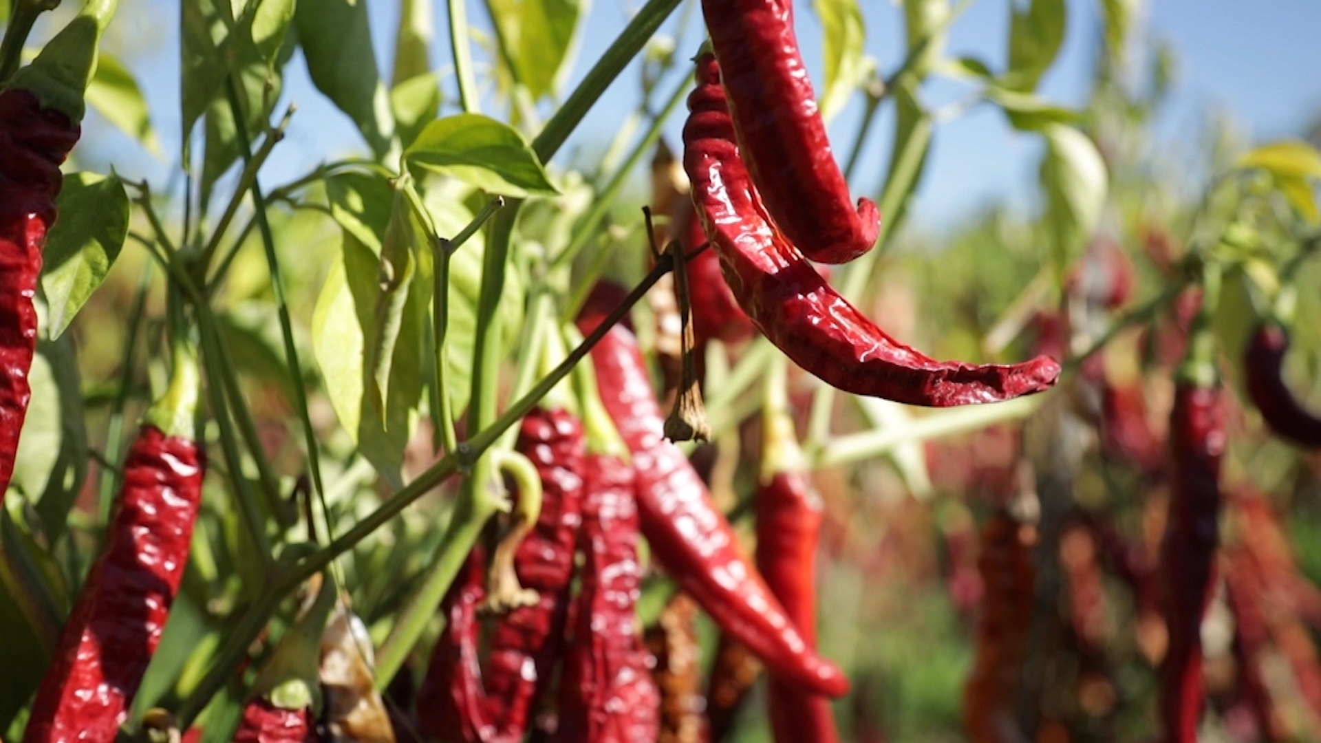 La Besana en Verde: Episodio 61 | Canal Extremadura