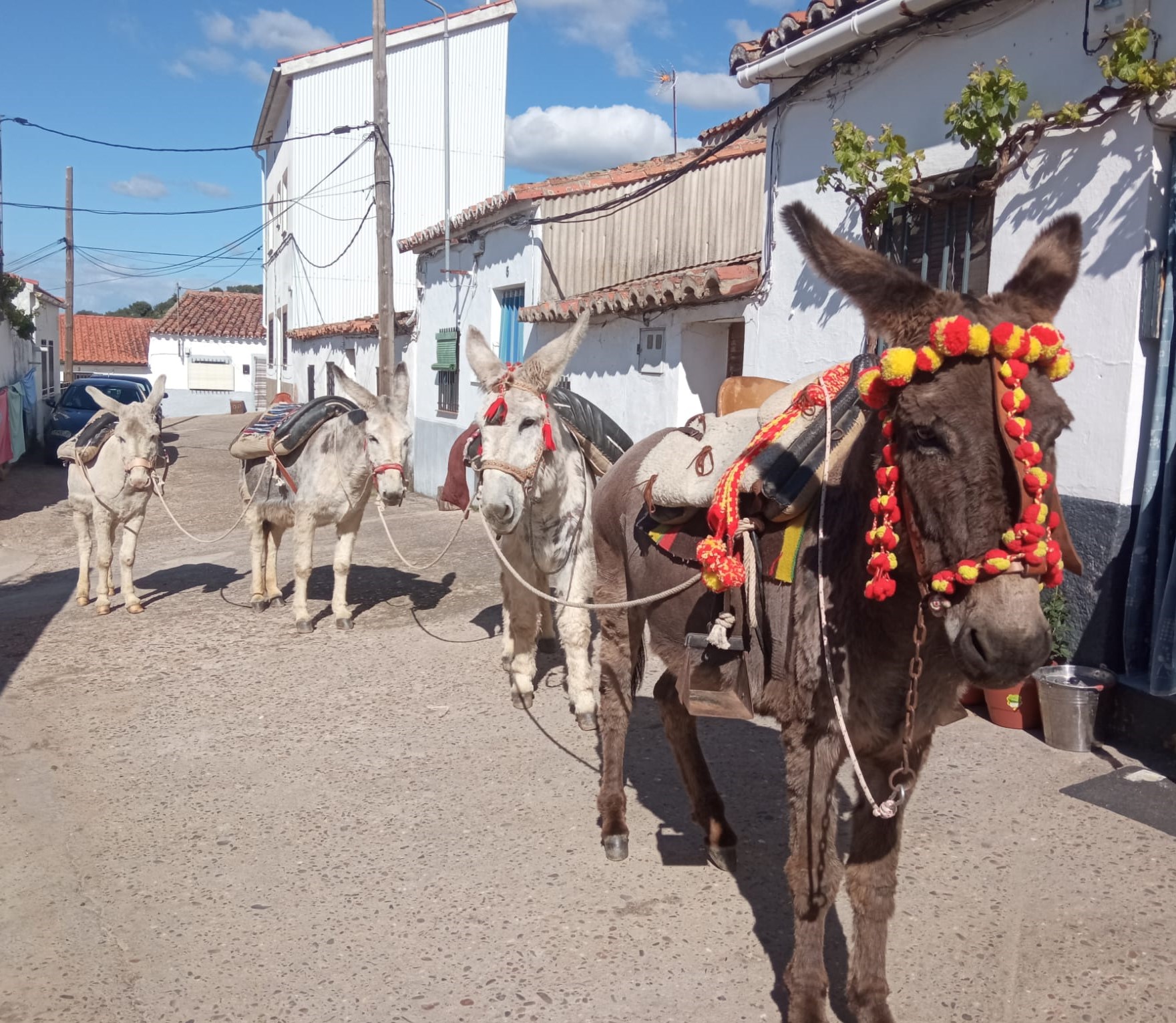 Rutas en burro por Talaván: ecológicas y accesibles | Canal Extremadura