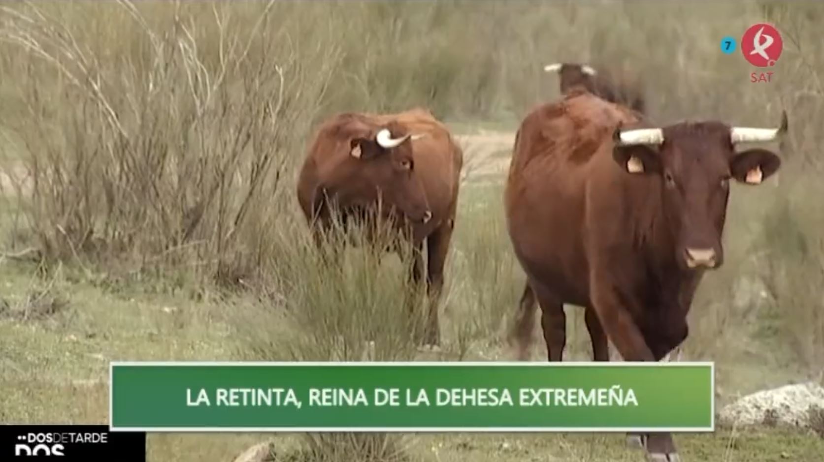 La retinta, una raza autóctona e internacional | Canal Extremadura