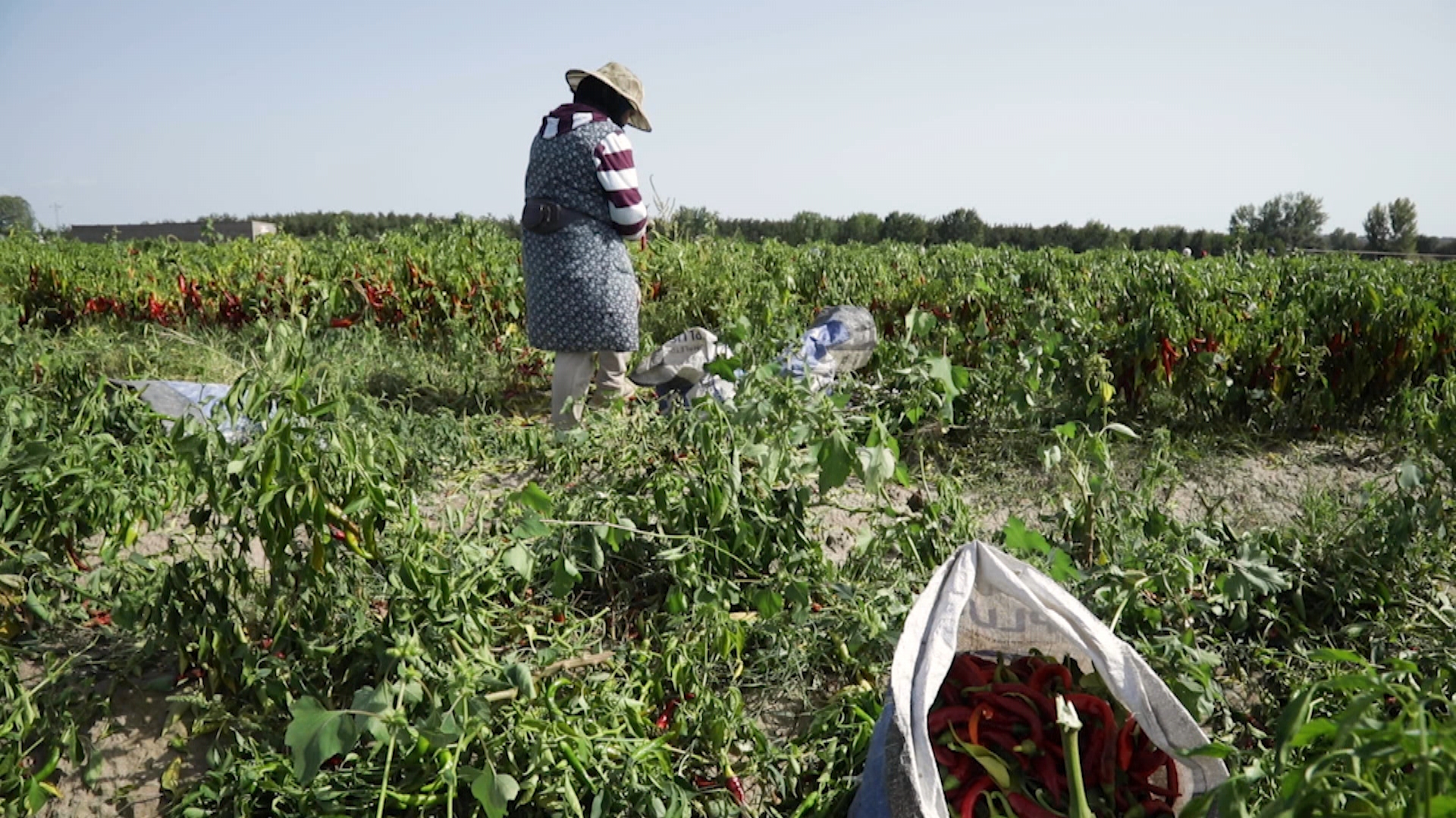 La Besana en Verde | Canal Extremadura