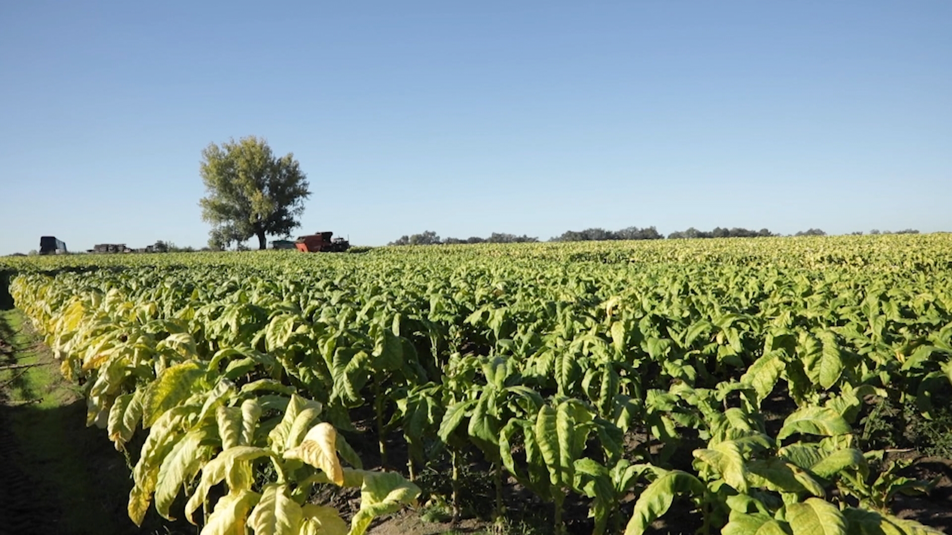 La Besana en Verde | Canal Extremadura