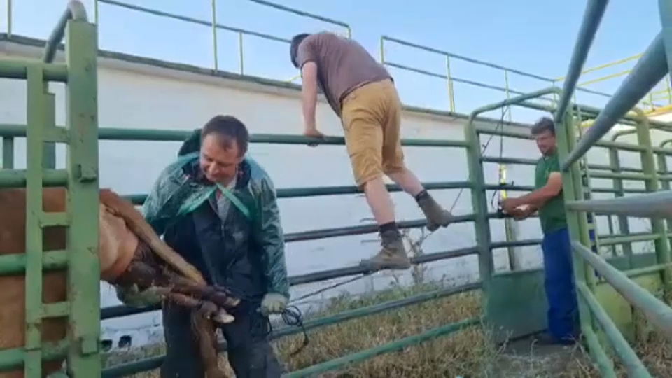 Veterinarios de Brozas emplean una novedosa técnica para facilitar los ...
