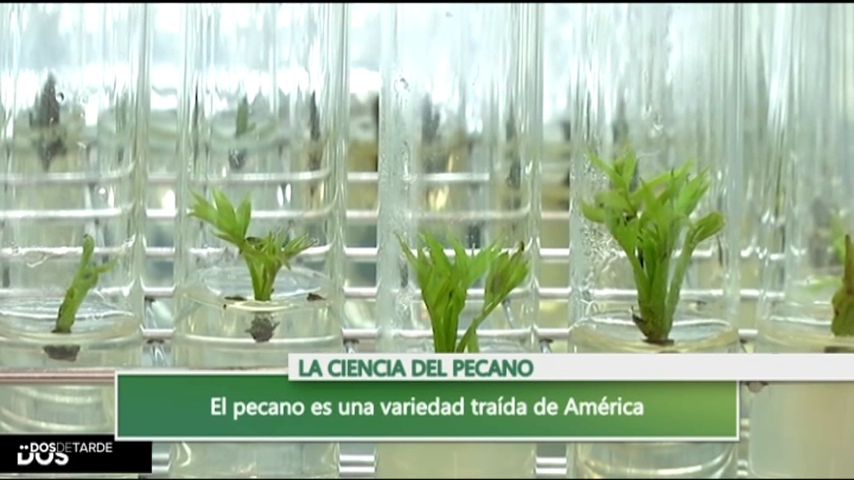 Pecano: el nogal americano que se clona en Extremadura | Canal Extremadura