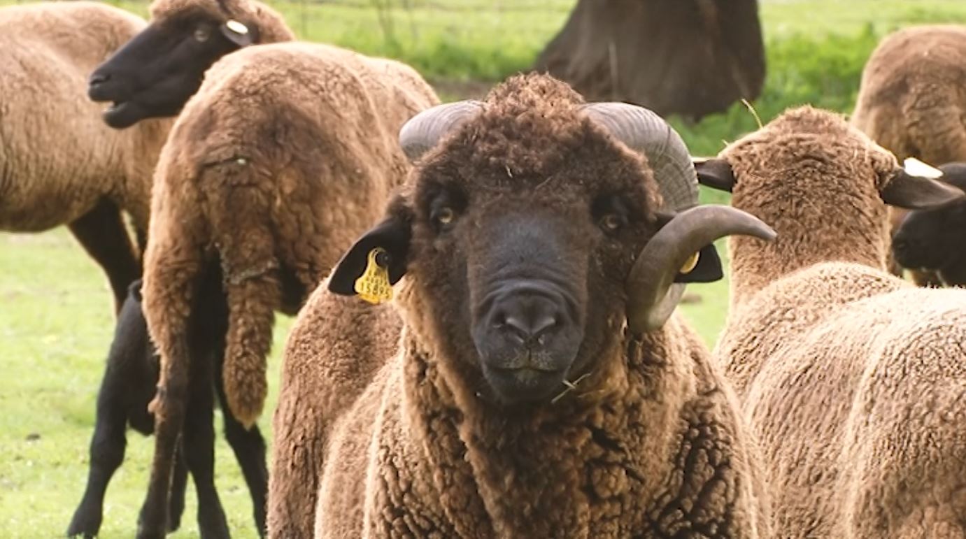 María y las ovejas negras de "su familia" | Canal Extremadura