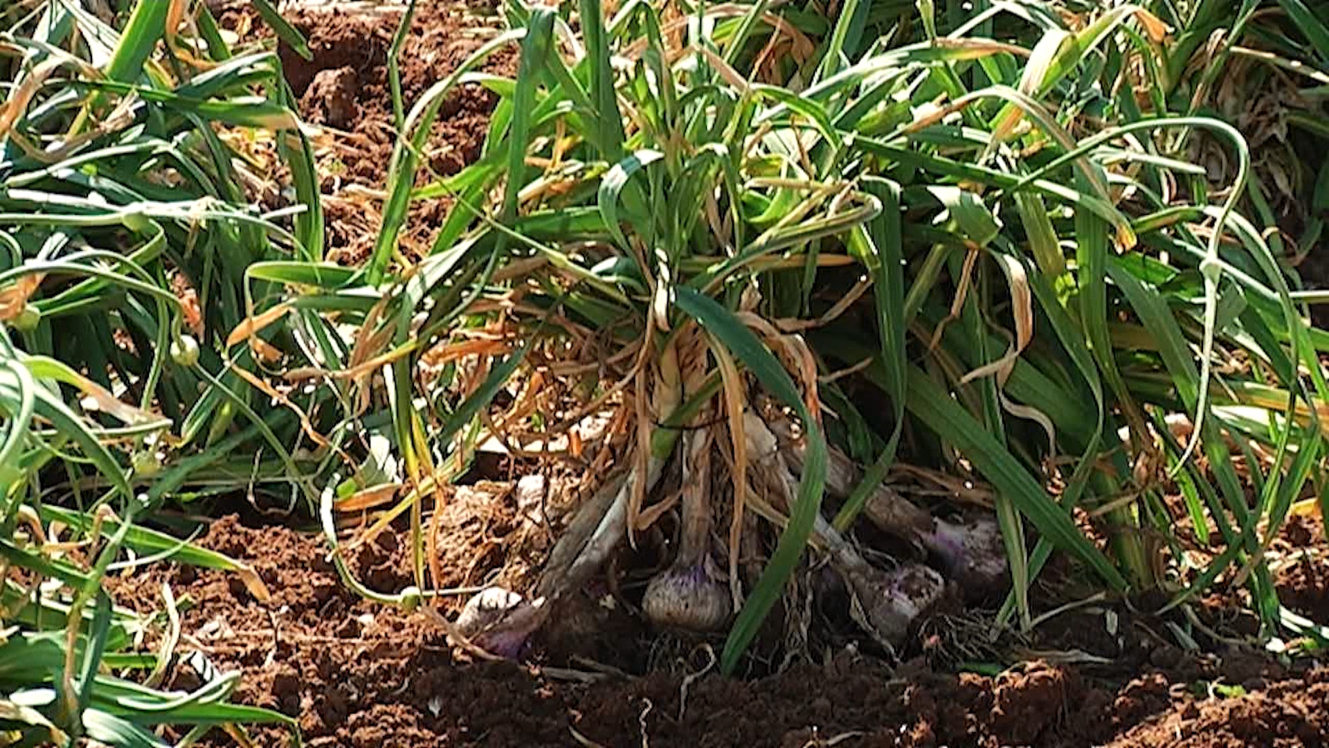 La Besana en Verde: Episodio 78 | Canal Extremadura