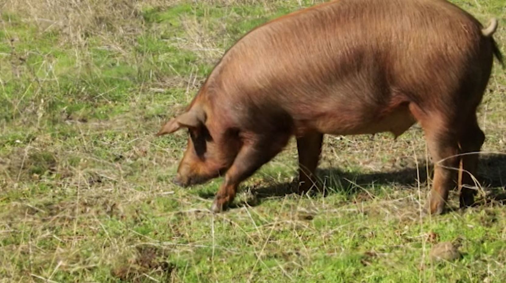 Descubre las particularidades del cerdo Duroc | Canal Extremadura