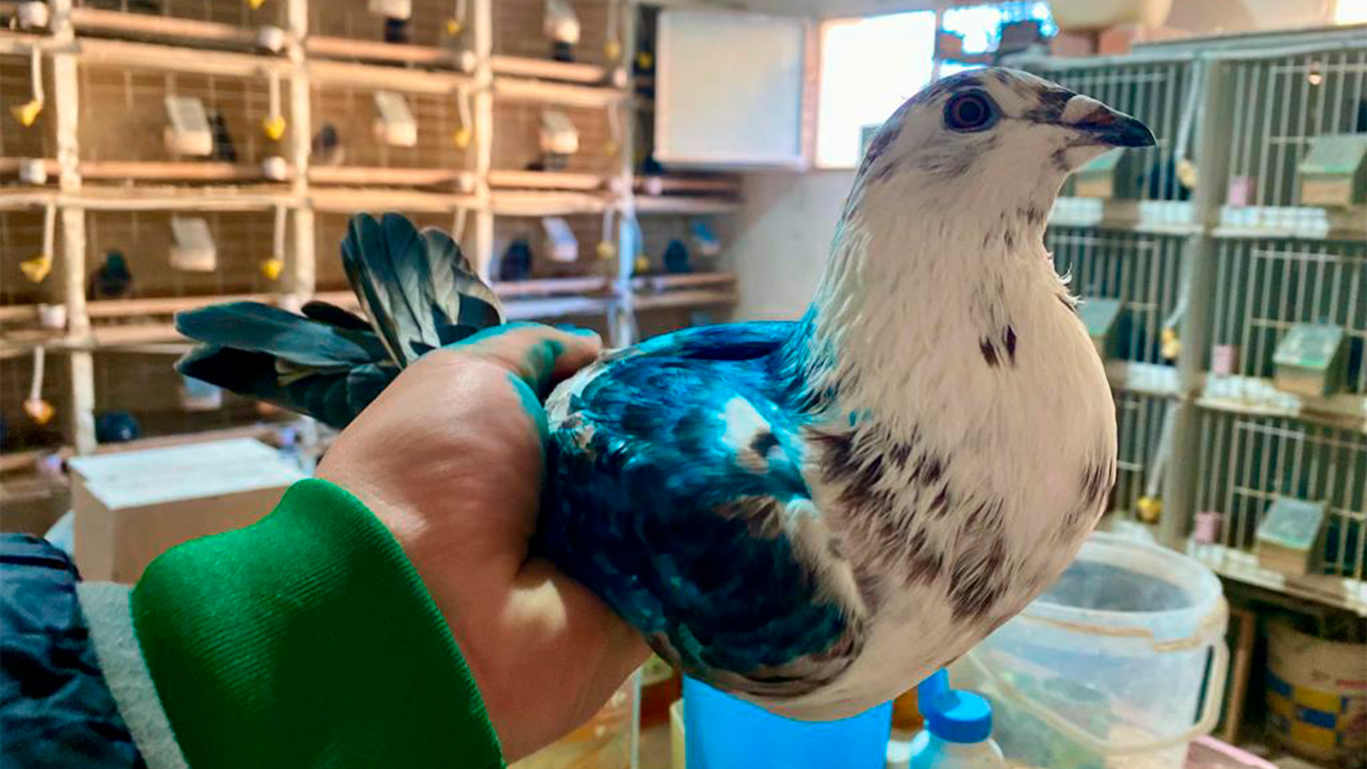 "Como las alas al viento" con este centenar de palomas en Alvarado ...