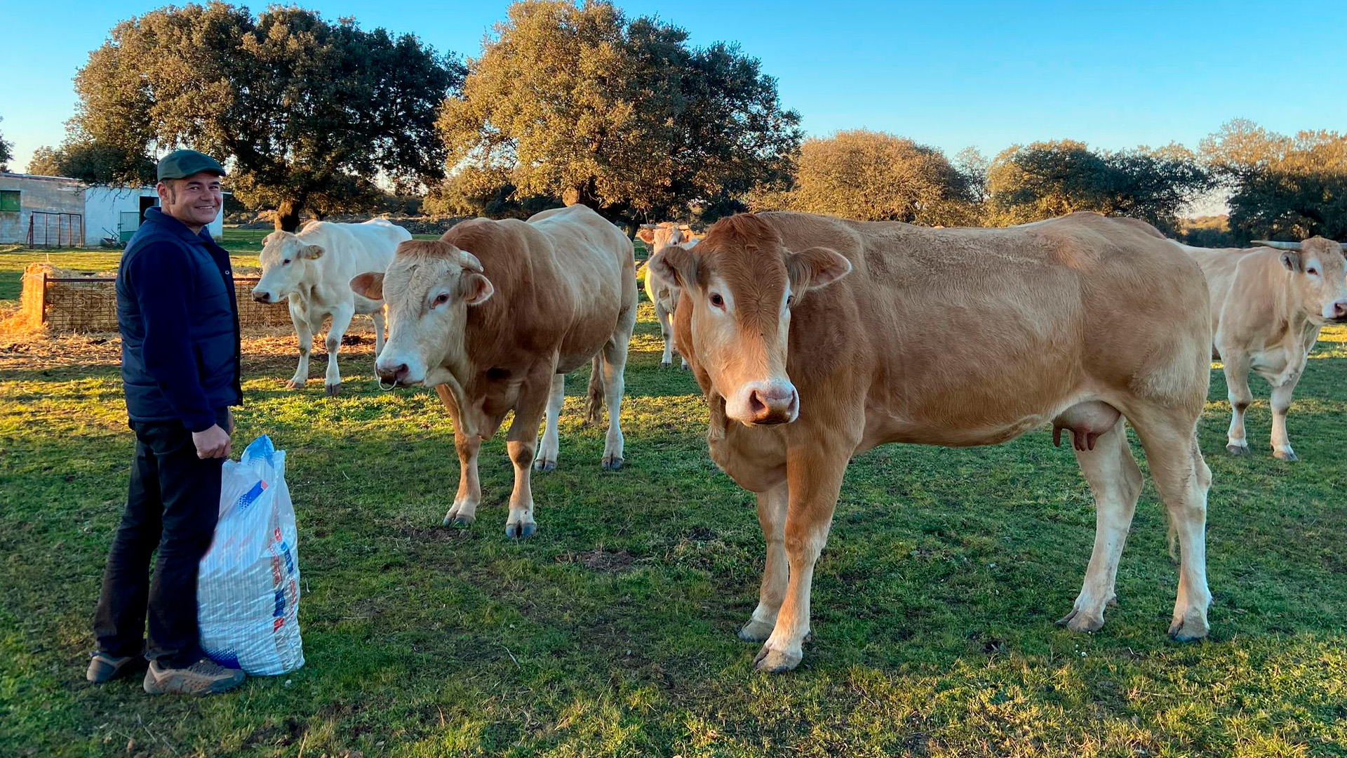 Las vacas más exclusivas de esta séptima generación de ganaderos ...