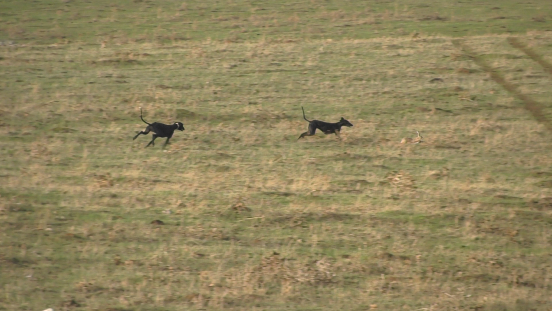 Lucha de poderes, el galgo y la liebre | Canal Extremadura