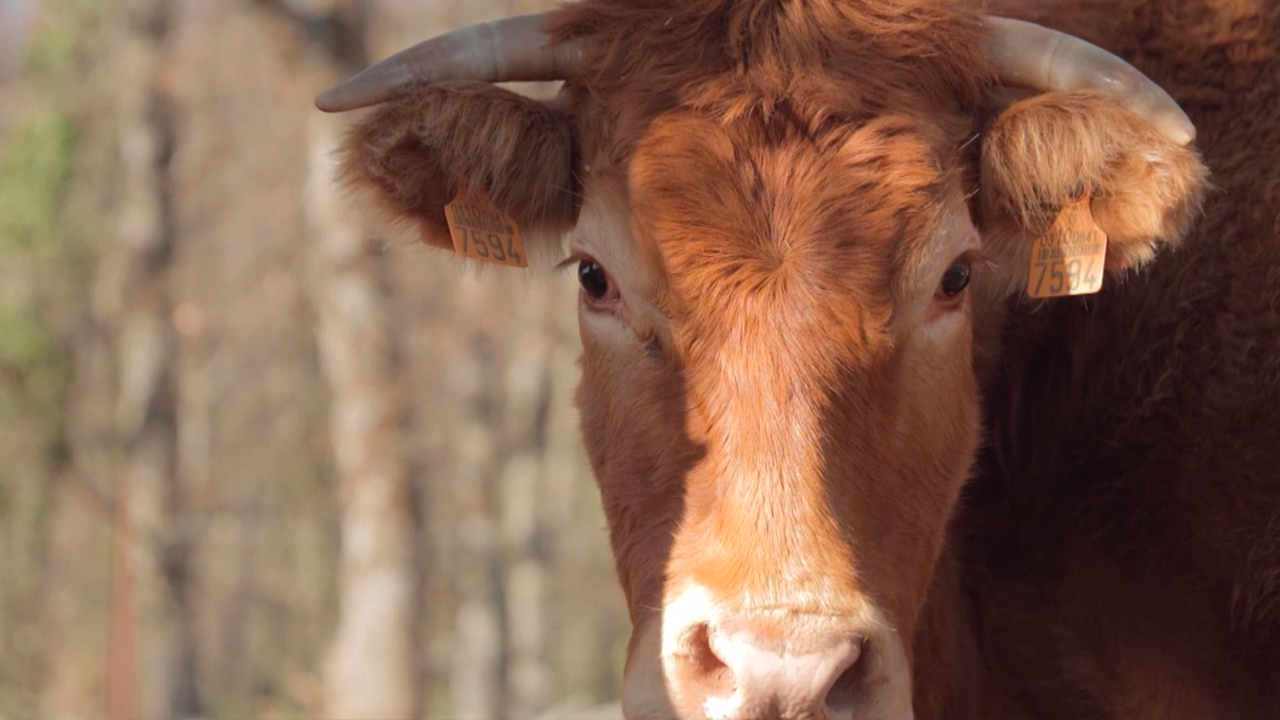 Así son las vacas limousin, la raza que mejor se adapta al terreno del ...