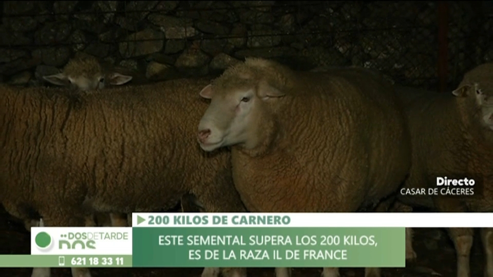 Un carnero de 200 kilos | Canal Extremadura