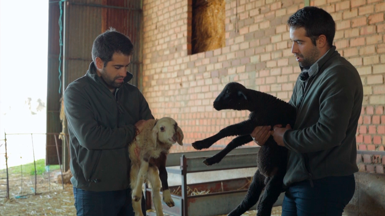 Estas son las diferencias entre la oveja de raza Merina y Assaf | Canal ...