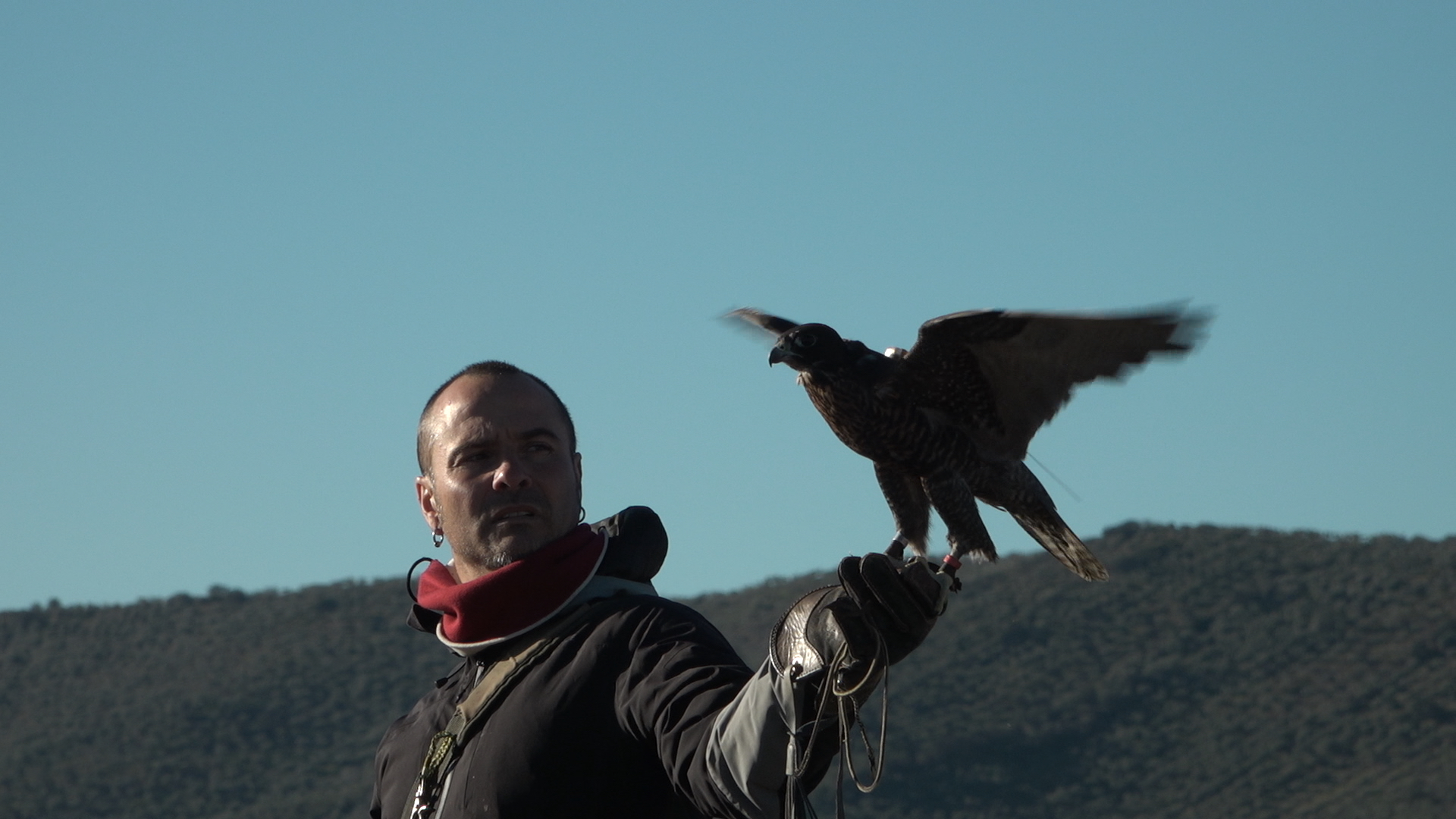 El halcón peregrino, la rapaz más rápida del mundo. | Canal Extremadura